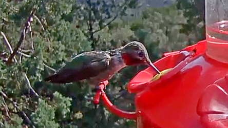 Live-feed Hummingbird Feeder - Canadian Association for the Club of Rome