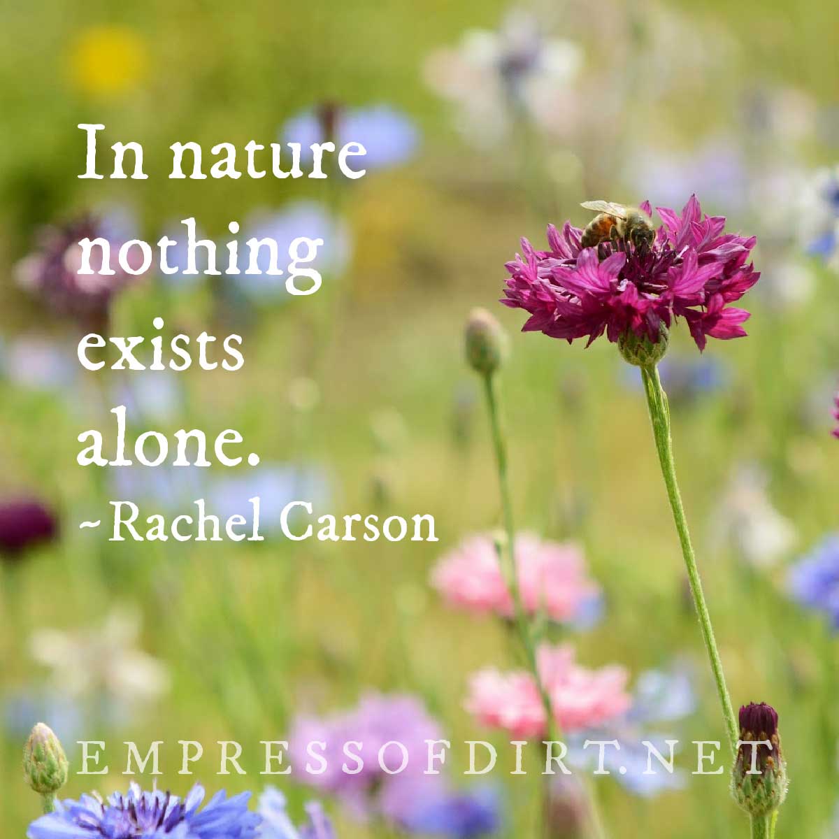 Rachel Carson Inspirational Quotes